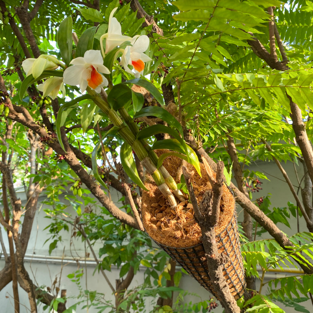 orchidtect.com – Handmade Thai Orchid Products